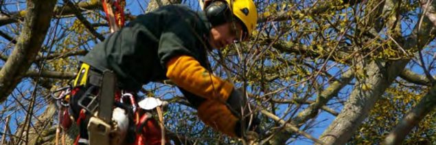 Formation Arboriste-Elagueur - EPLEFPA AUMONT CREZANCY VERDILLY